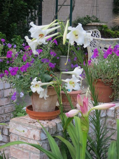 Dwarf Philippine Lily Four Pots