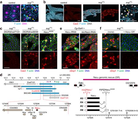 Dysfunction Of Nacα Causes Sporadic Fat Body Cell Death In Drosophila