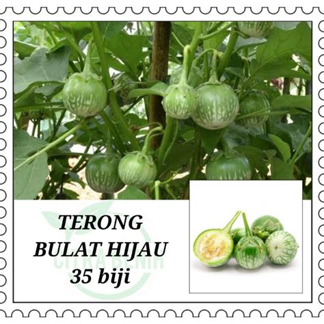 Jual 35 Biji Benih Terong Lalap Hijau Kenari Batang Pendek Berbuah