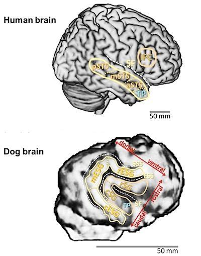 Dog Brain Anatomy
