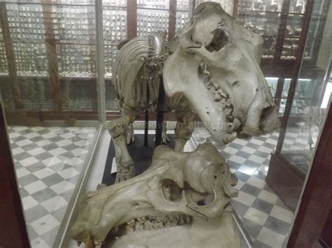 Ghar Dalam Cave And Museum