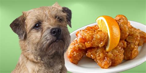 Can Dogs Eat Raw Chicken The Pros And Cons