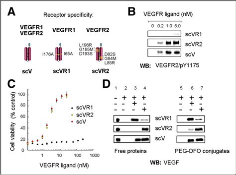 Figure 1 From Selective Imaging Of Vegfr 1 And Vegfr 2 Using 89zr