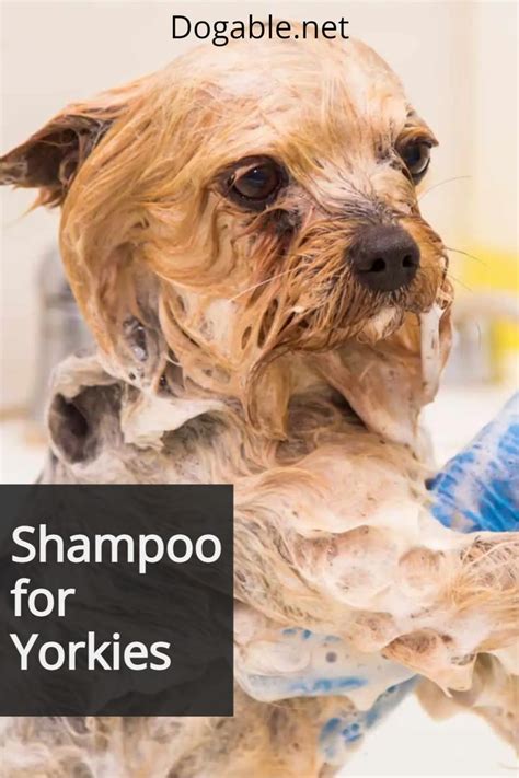 Shampoo For Yorkies Yorkie Terrier Yorkie Yorkie Dogs