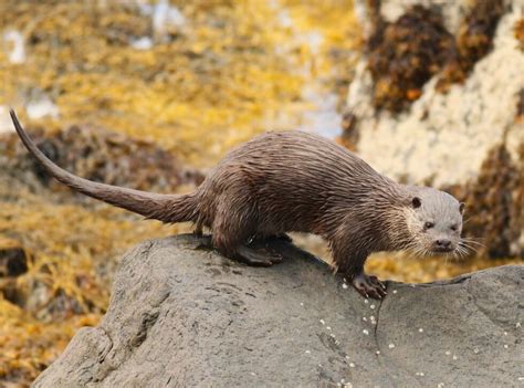 Otter Facts UK Wild Otter Trust
