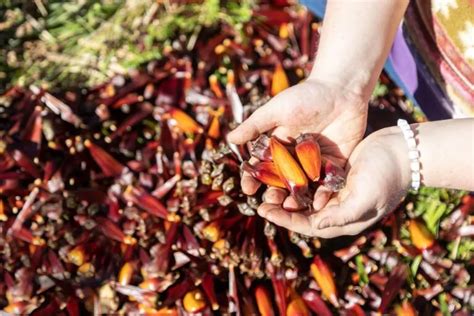 Palm Oil Vs Palm Kernel Oil Understanding The Differences