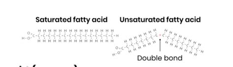 A1 Biology Lipids Membranes And Transport Flashcards Quizlet