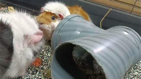 майские свинки милые Youtube