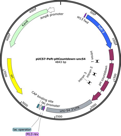 Addgene Puc57 Peft Phcountdown Unc54