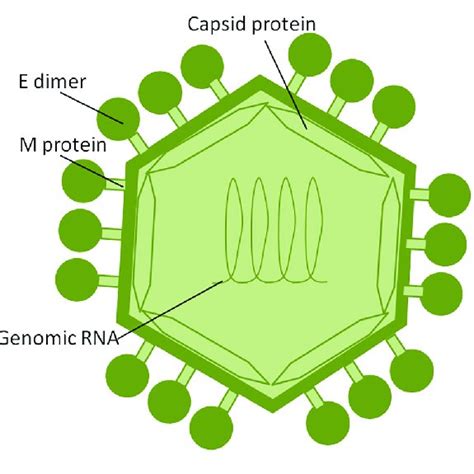 Zikv Structure Zikv Rna Is Enclosed Within Thecapsid Shell And