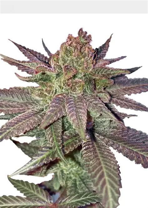 Fruity Pebbles Feminized Seeds By Msnl Growdiaries