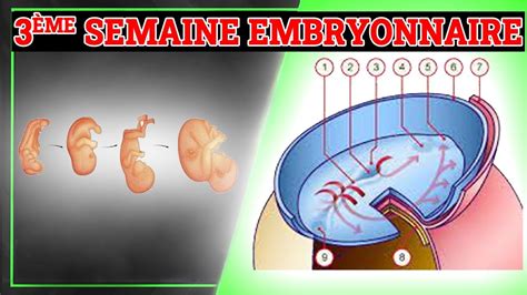 3ème Semaine Du Développement Embryonnaire Embryologie Humaine Youtube