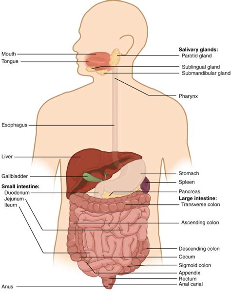 231 Overview Of The Digestive System Anatomy And Physiology — Db
