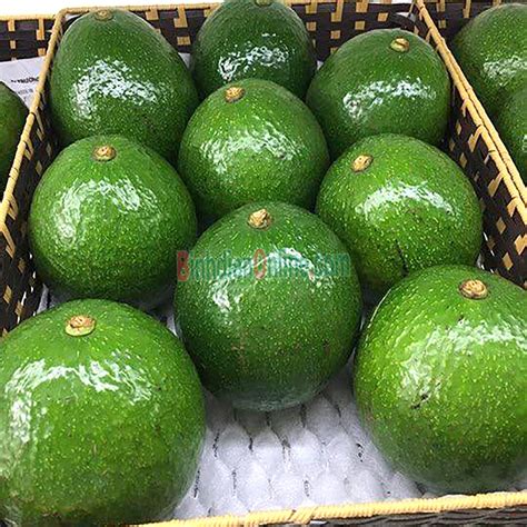 Bơ Boot Ngon Chuẩn Vietgap