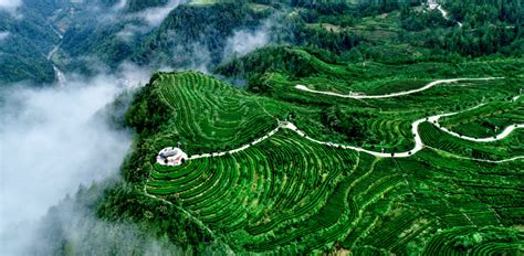 深挖千年茶文化，四川达州万源以茶旅融合助推乡村振兴 极目新闻