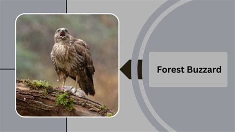 23 Types Of Buzzards Identification With Pictures