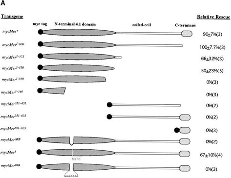 A Schematic Representation Of Myc Tagged Forms Of Merlin And Their