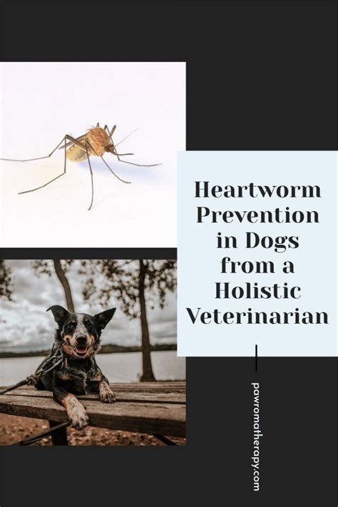 Natural Heartworm Prevention For Dogs
