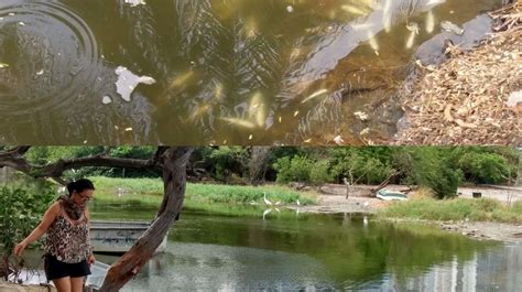 Denuncian mortandad de peces en el Río Gaira