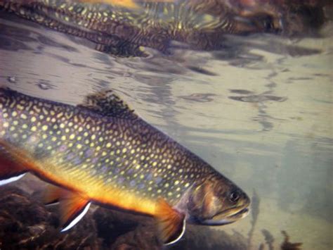 Best Images About BROOK TROUT On Pinterest Mouths Montana And Virginia