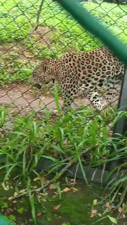 Leo Pard 🐆 Youtube