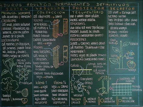Biología Didáctica Nsc 5° Tejidos Vegetales Biología Didáctica Nsc 5° Tejidos Vegetales