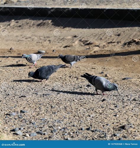 Palomas M Ltiples Durante Sunny Day En Madeira Foto De Archivo Imagen
