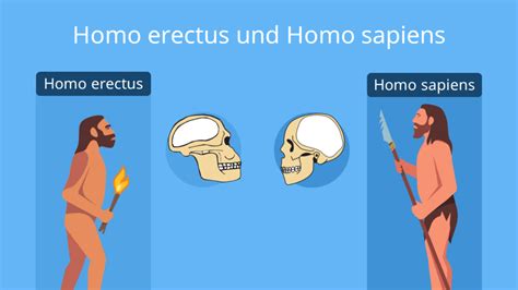 Homo sapiens Erklärung Merkmale mit Video