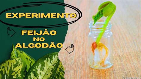 Como Plantar Feijão no Algodão Experimento para Ensinar sobre a