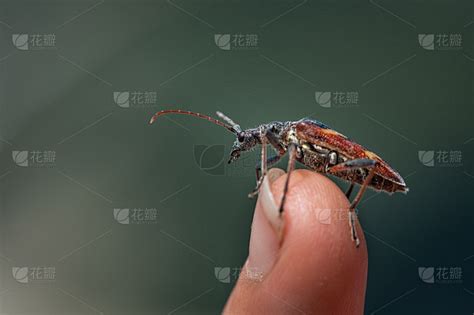 一只美丽的长角甲虫