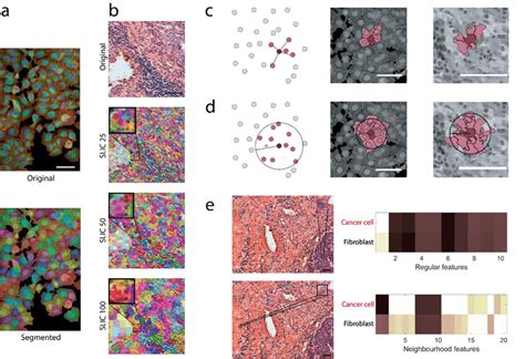 Segmentation And Feature Extraction A Segmentation Of The Mcf 7