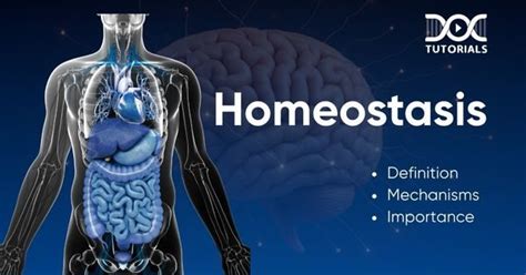 Homeostasis Causes Symptoms Diagnosis And More