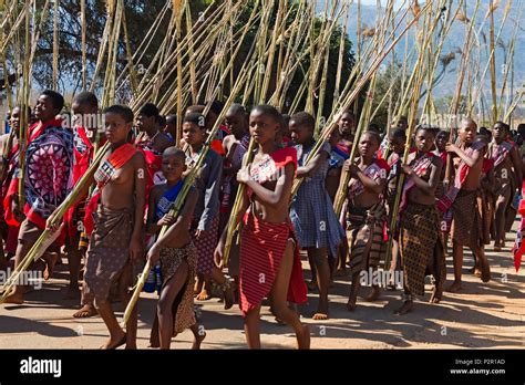 Swazi Girls Carrying Reeds Parade At Umhlanga Reed Dance Festival