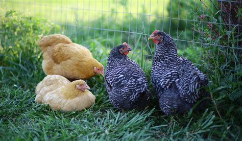 7 Best Egg Laying Chickens For Texas The Hip Chick