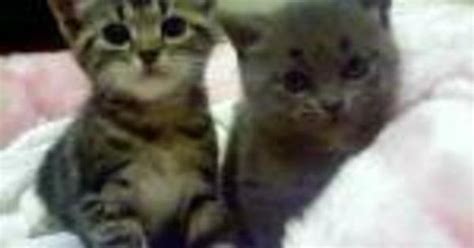 My Kitties Rpics