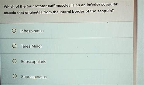 Solved Which Of The Four Rotator Cuff Muscles Is An Inferior Scapular Muscle That Originates