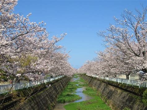 鳥取県地元に愛される桜並木のお散歩コース会下谷川桜並木 地球の歩き方