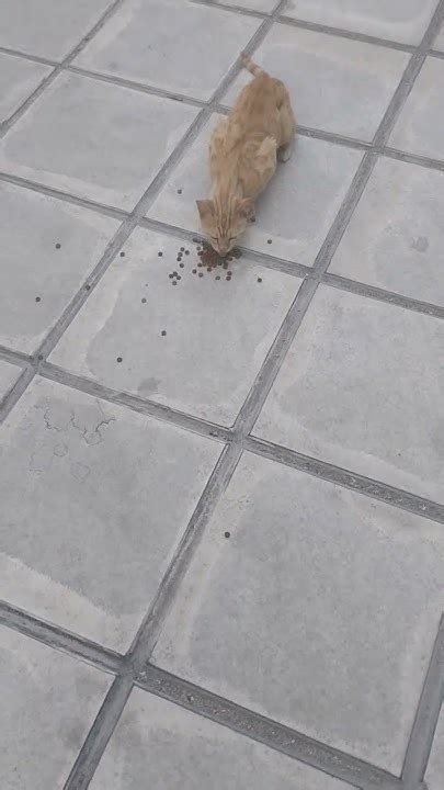 Τάισε τα αδεσποτα Youtube