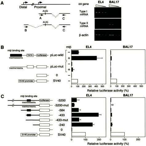 Transcriptional Activity Of Mt On The Lck Proximal Promoter A