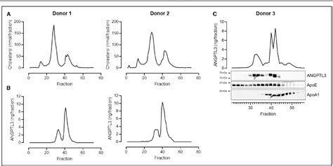 Figure 1 From Angptl3 Angiopoietin‐like 3 Preferentially Resides On