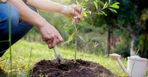 Het Biologiebos Bespaar Papier Plant Een Boom Biologieles Nl