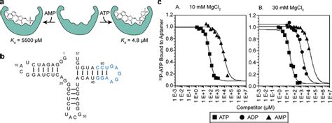 Atp‐binding Rna Aptamer With The Ability To Distinguish Atp Adp And Download Scientific