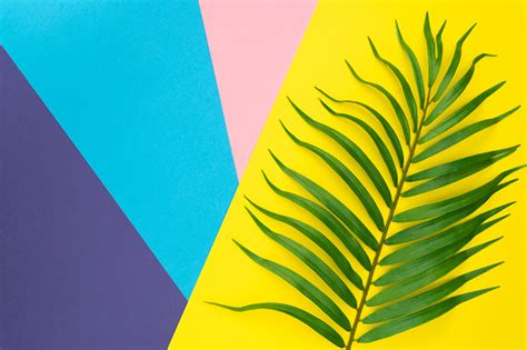 파스텔 노란색 파란색 분홍색 배경에 열대 야자수 잎 최소한의 여름 개념 복사 공간이있는 창조적 인 평면 누워 파스텔 컬러 용지의 탑 뷰 트로피컬 그린 리프 0명에 대한 스톡