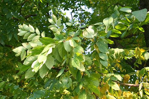 Gymnocladus Dioicus Jersey Friendly Yards