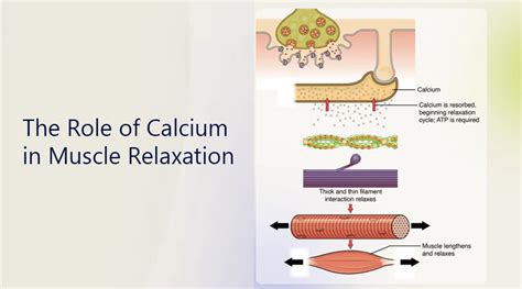 Calcium Ion In Muscle Contraction