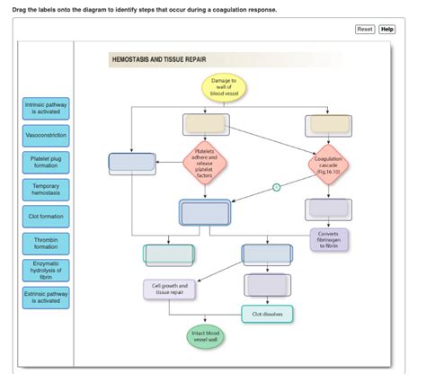 solved drag the labels onto the diagram to identify steps