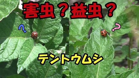 【害虫？益虫？】テントウムシ（テントウムシダマシとナナホシテントウ） Youtube