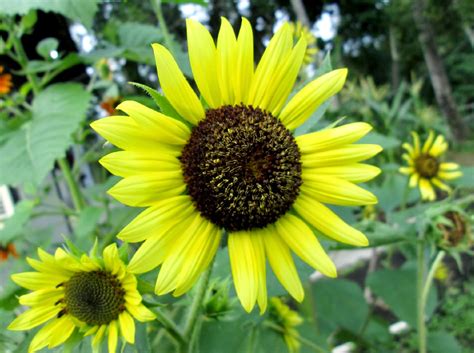 Tips Care Sunflower
