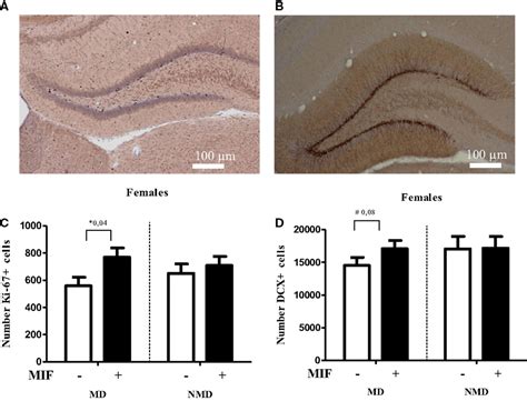 Frontiers Age And Sex Dependent Effects Of Early Life Stress On Hippocampal Neurogenesis
