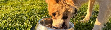 Cost Comparison Happy Hounds Sa